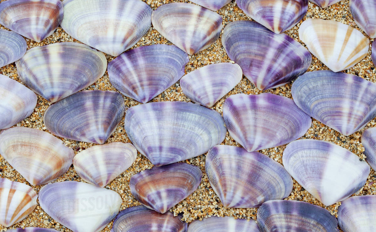 Seashells laying in rows in the sand;Oahu hawaii united states of ...