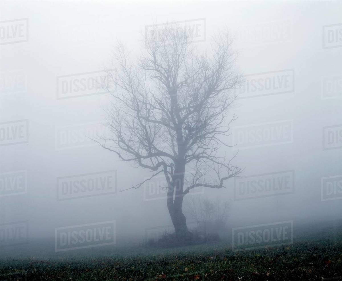 Tree In Fog - Royalty-free Stock Photo | Dissolve