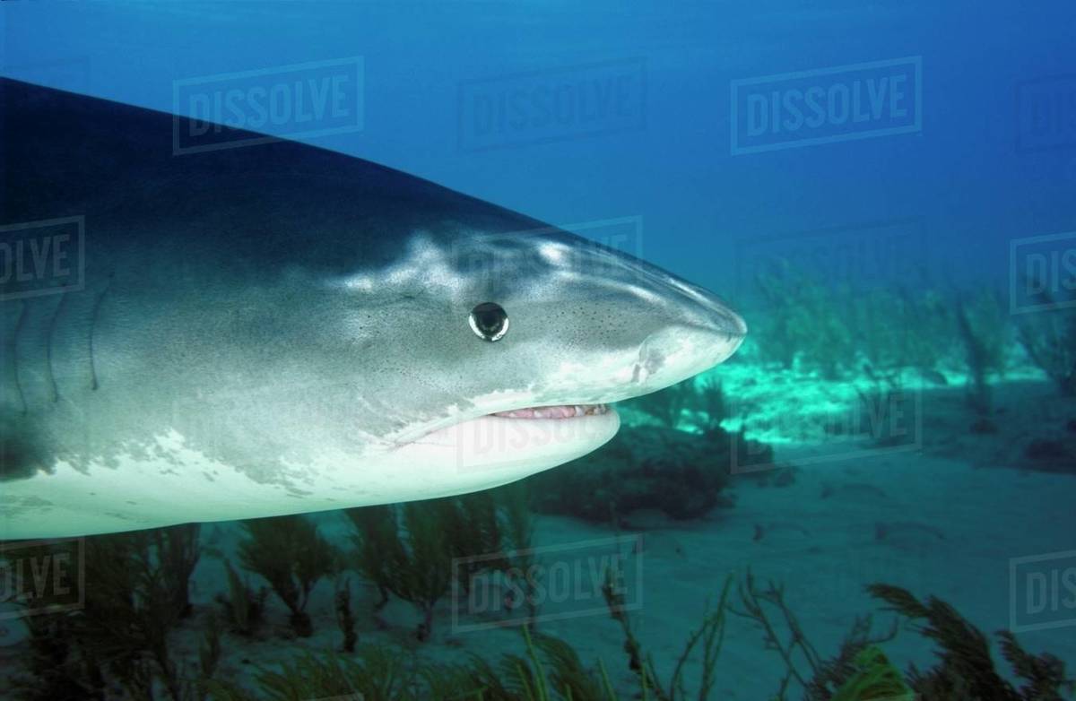 Side View Of Tiger Shark, Galeocerdo Cuvier - Stock Photo - Dissolve