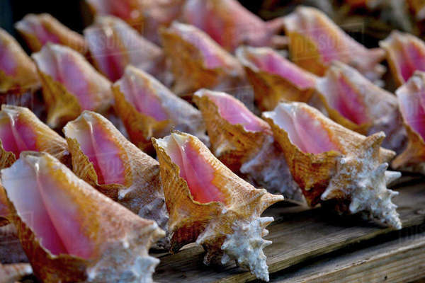 Rows of conch shells for sale in Tobago; Milford Bay, Tobago, Republic ...