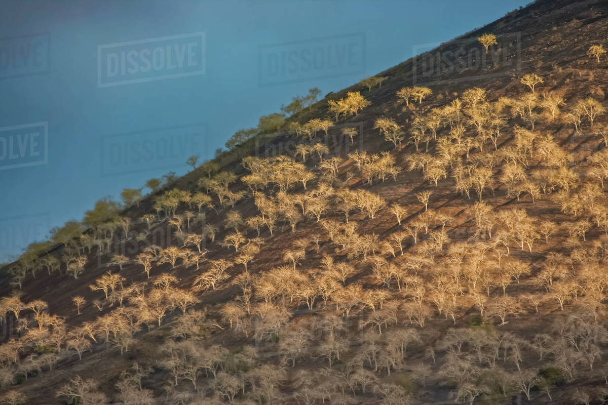 Barren trees growing up a hill on San Salvador Island; San Salvador ...