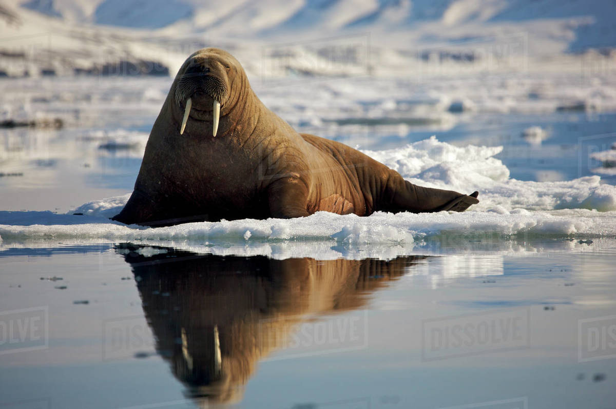 Female Walrus (Odobenus rosmarus) on ice; Hornsund, Spitsbergen ...