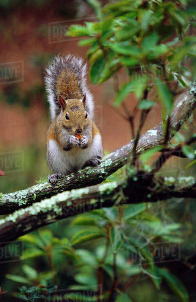 Squirrel balanced on a branch munches on an acorn; Middleton Place ...