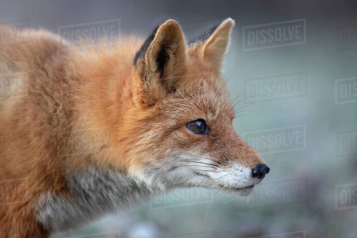 Close-up portrait of the profile of a red fox (Vulpes vulpes) as he ...
