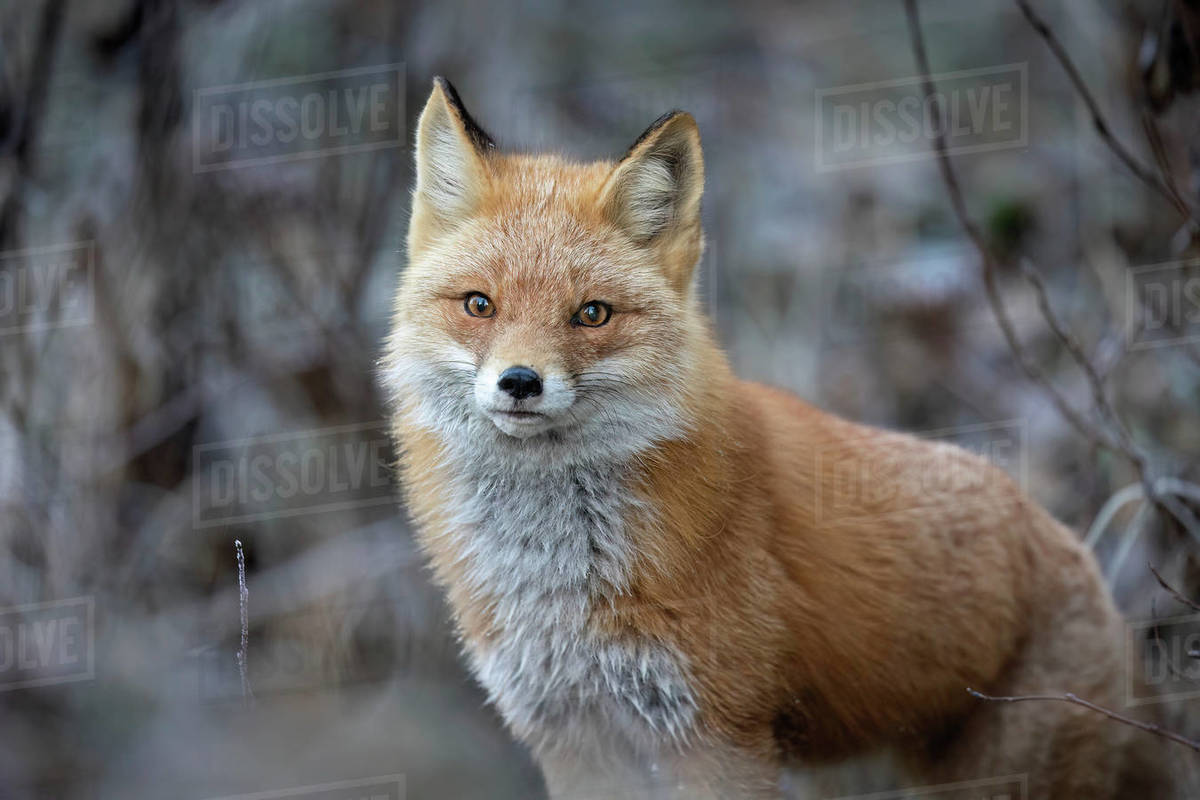 Close-up portrait of a red fox (Vulpes vulpes) pausing to look at the ...
