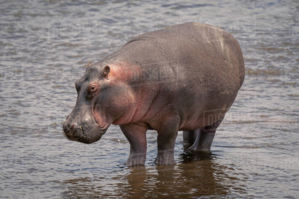Common hippopotamus (Hippopotamus amphibius) standing in shallows in ...