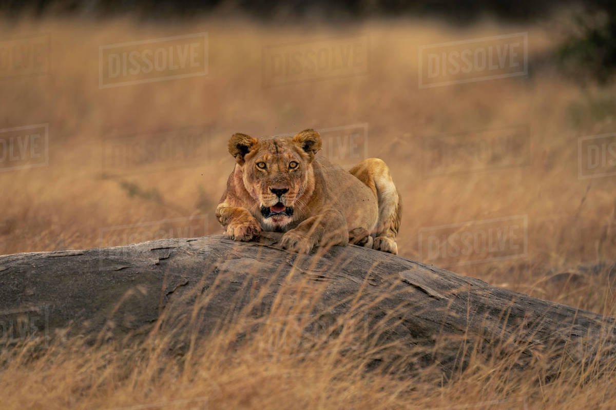 Lioness (Panthera leo) lies crouching on rock watching camera in ...