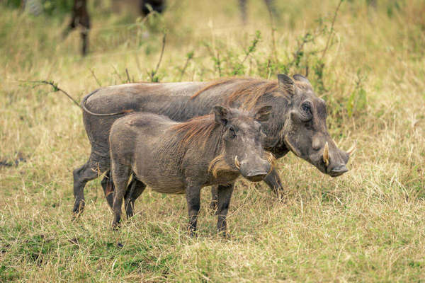Male and female common warthogs (Phacochoerus africanus) stand side-by ...