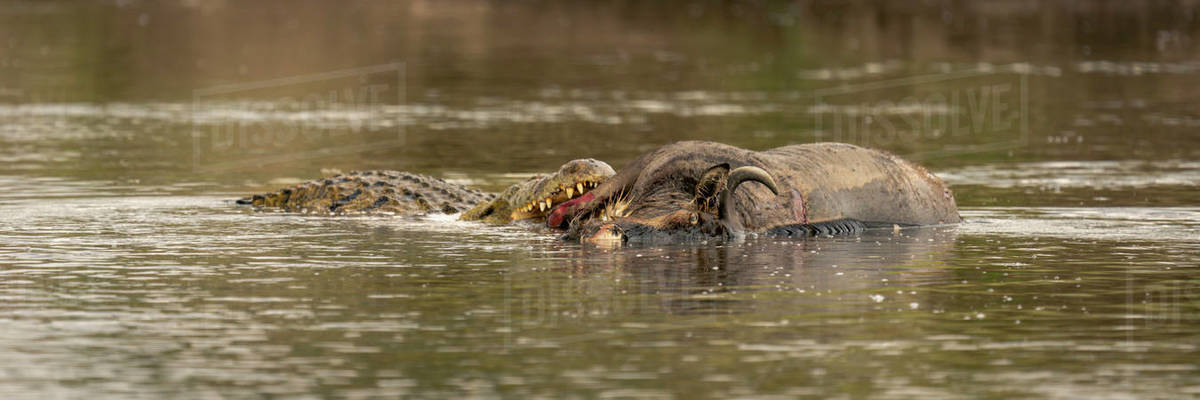 Panorama of Nile crocodile (Crocodylus niloticus) eating dead ...