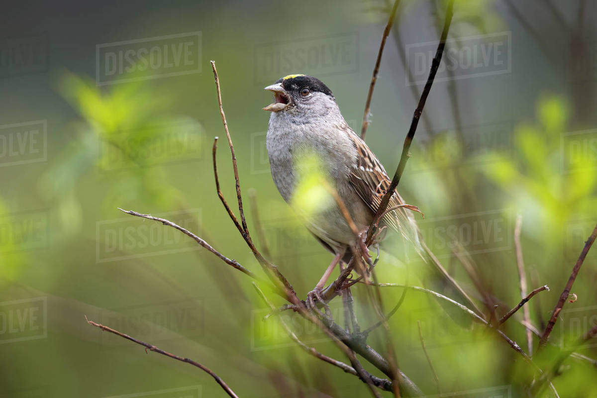 Golden-crowned sparrow (Zonotrichia atricapilla) guards its Southwest ...