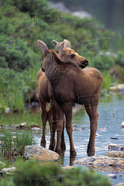 Twin Moose Calves In A Stream - Stock Photo - Dissolve