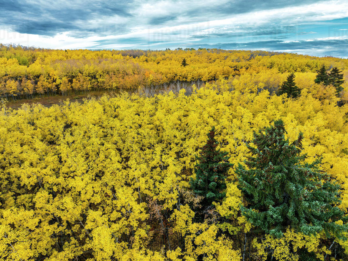 Aerial view of a few evergreens surrounded by golden colored trees in ...