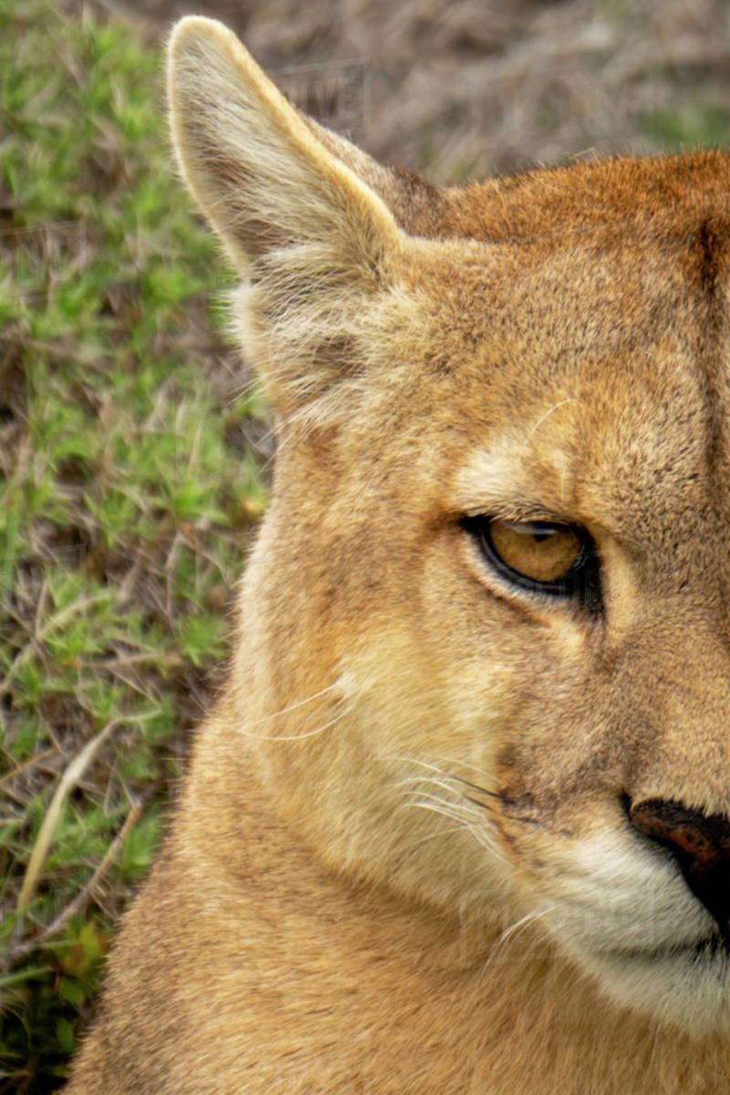 Half of puma (Puma concolor) face showing one eye in Torres del Paine ...