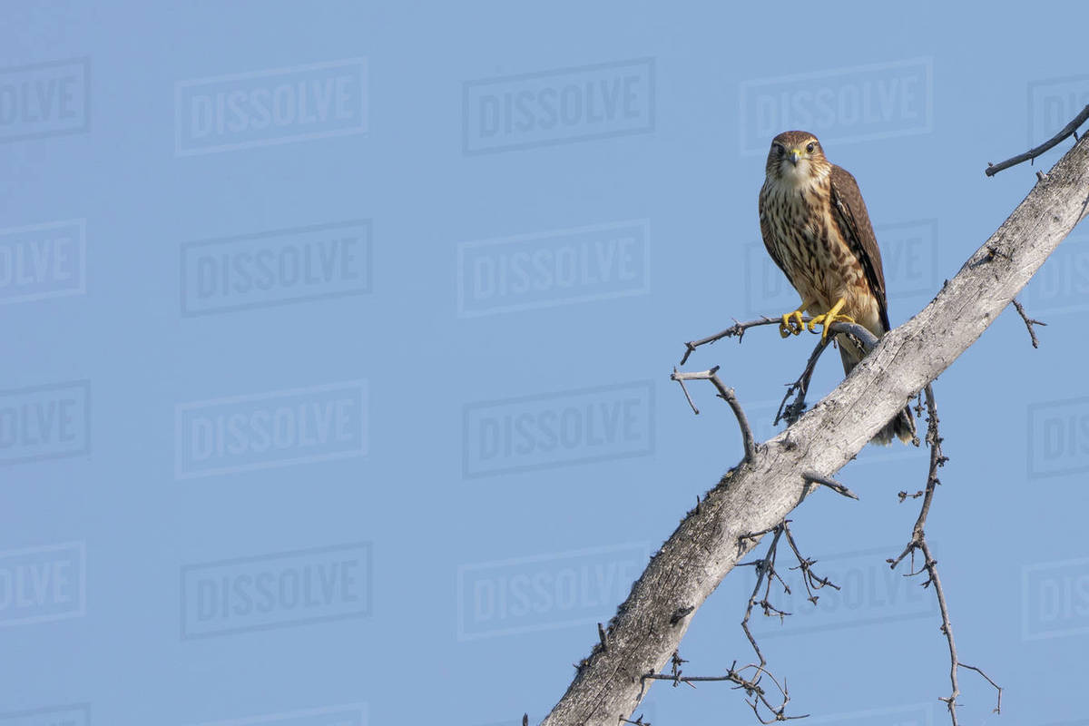 Portrait of a merlin (Falco columbarius) sitting on a branch against a ...