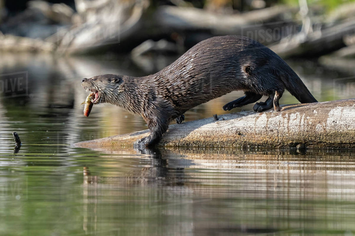 Wet River otter (Lontra candadensis) standing on a log at the water's ...