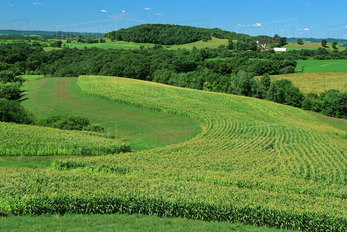 Agriculture - Mid growth grain corn strips interspersed with hayfields ...