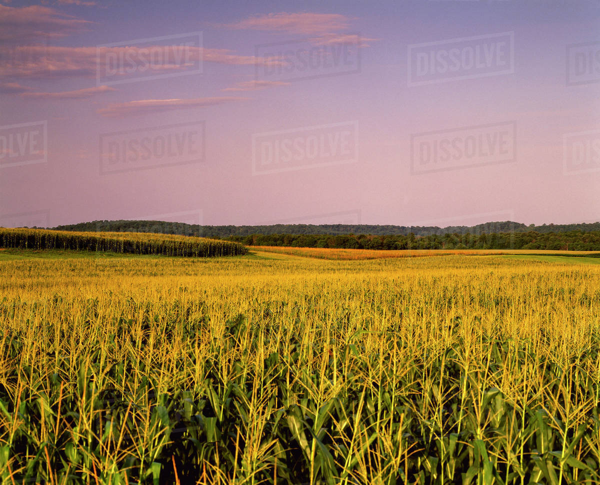 Agriculture - Mid growth fully tasseled rolling grain corn field in ...