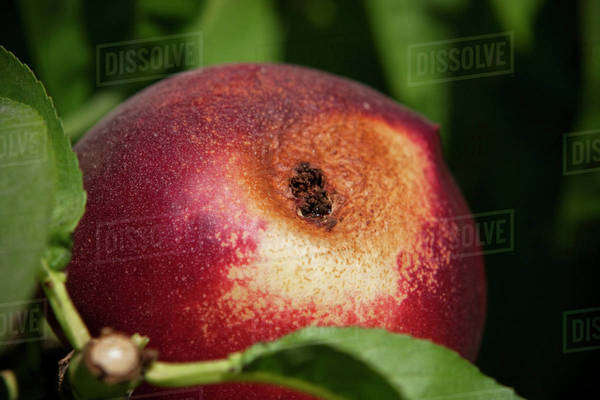 Agriculture - Closeup of Peach Twig Borer (Anarsia lineatella) damage ...