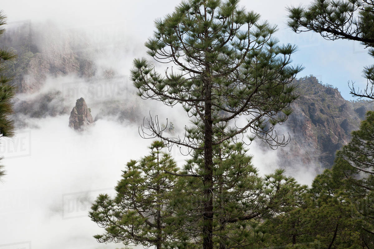 Cloud covering the mountain slopes and trees in the forest at caldera ...