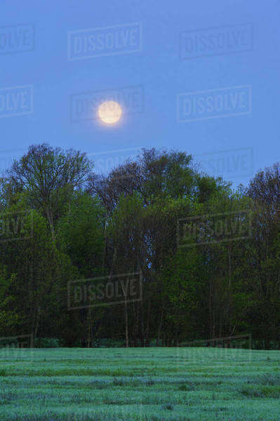 Full moon at dawn;Ohio united states of america - Stock Photo - Dissolve