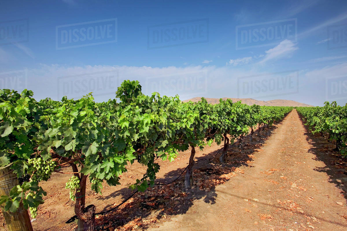 Agriculture - Looking down between rows of an Autumn Royal table grape ...