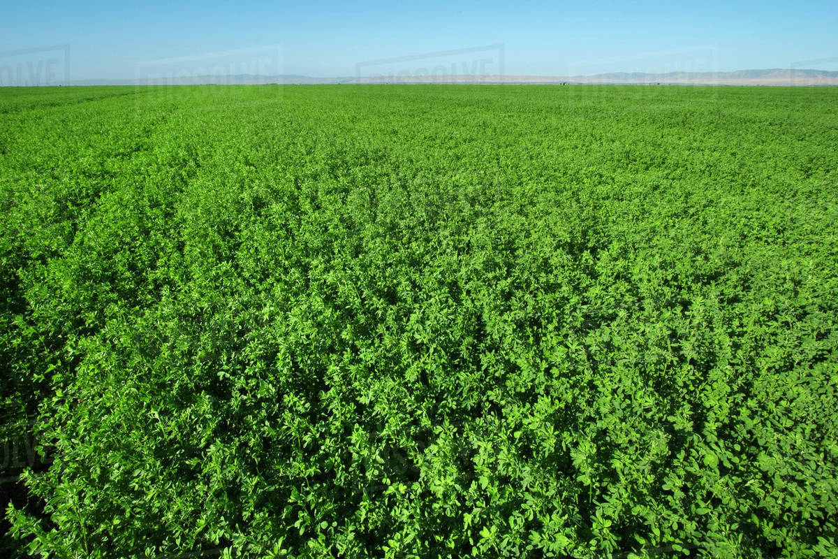 Agriculture - Mature, healthy, harvest ready alfalfa field in early ...