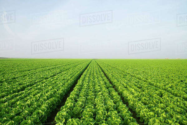 Agriculture - Large field of healthy mature Romaine lettuce showing few ...