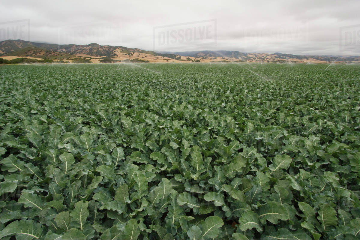 Agriculture - Large field of maturing broccoli plants under morning ...