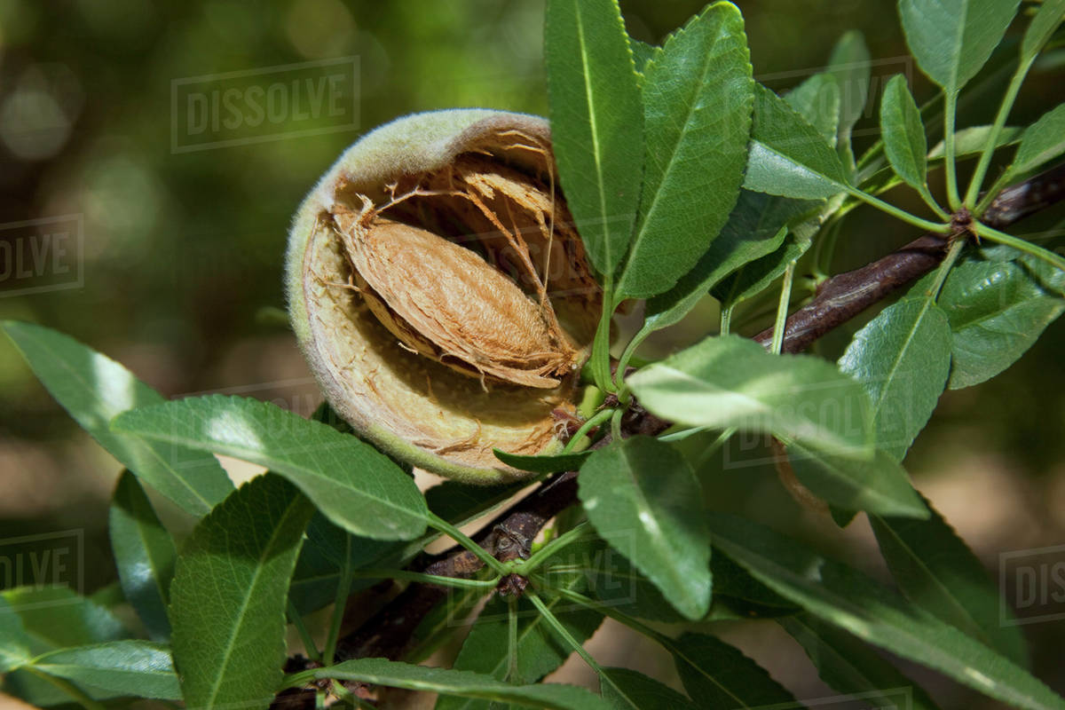 Agriculture - Closeup of a mature almond on the tree, still in the husk ...