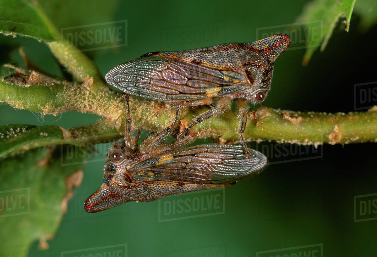 Agriculture - Oak treehopper (Platycotis vittata), two adults clinging ...
