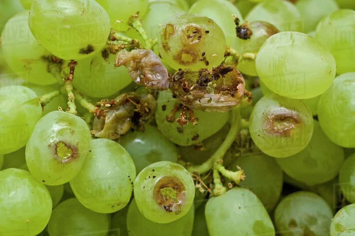 Agriculture - Feeding damage of the Raisin Moth larva (Cadra ...