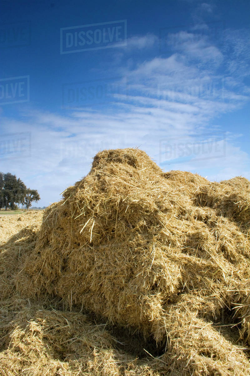 Agriculture - Harvested rice straw, a biomass crop to be used as a ...