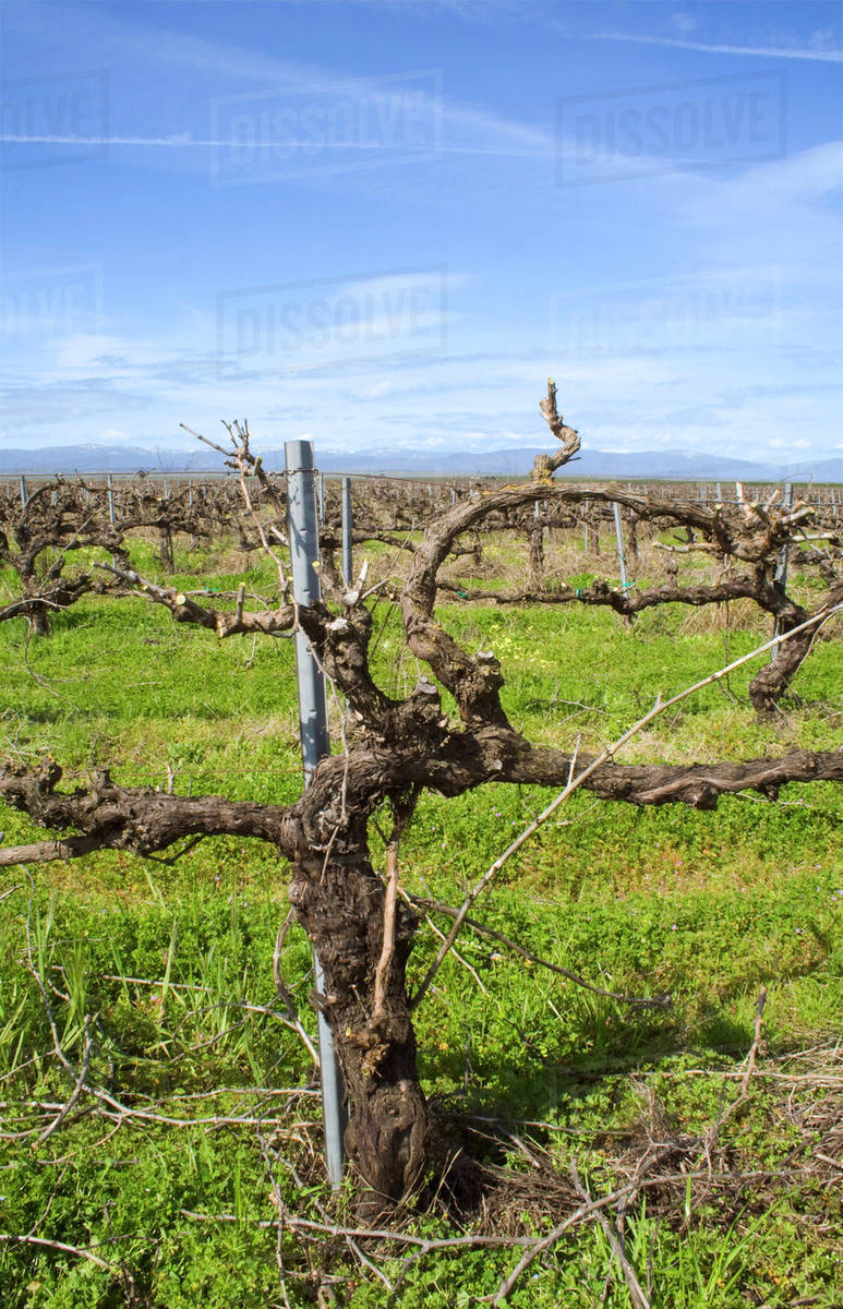 Agriculture - Mature dormant wine grapevine just after being pruned in ...