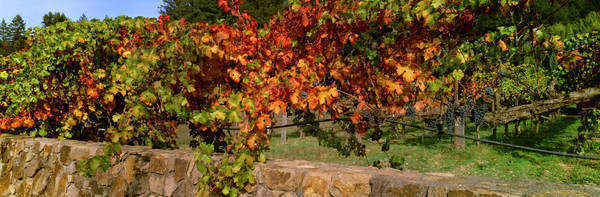 Agriculture - Red wine grapevines showing colored Autumn foliage and ...