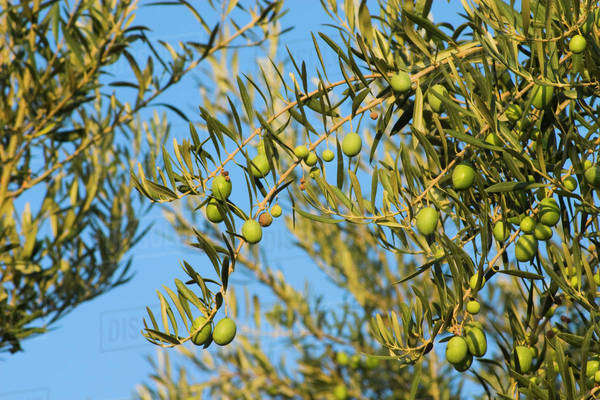 Agriculture - Mature Sevillano brine cured table olives on the tree ...