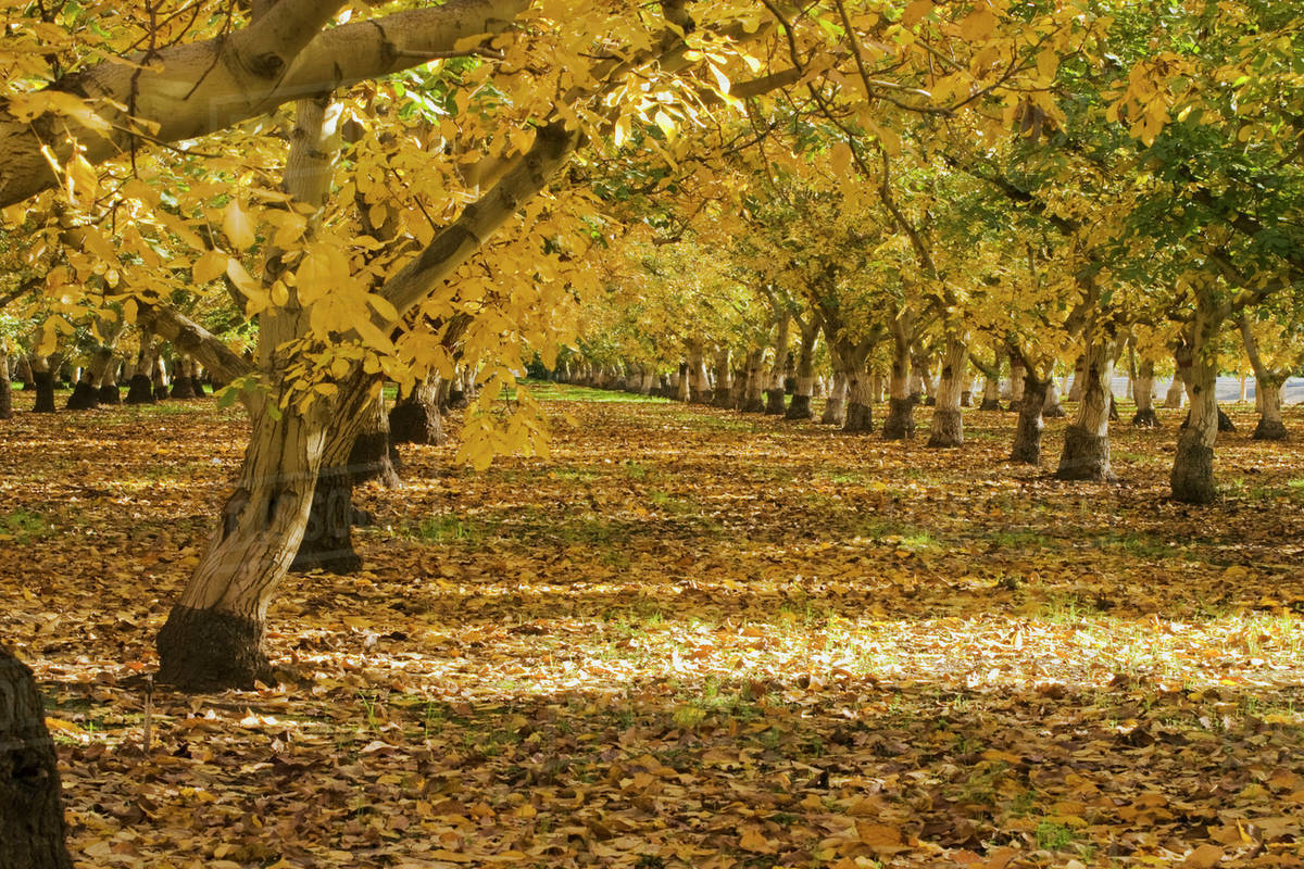 Agriculture - Walnut orchard after the harvest in full autumn color ...