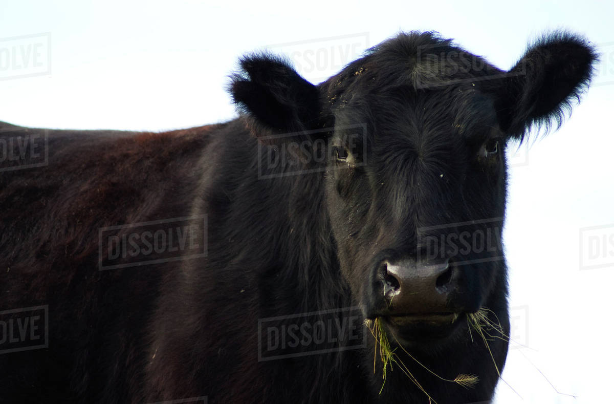 Livestock - Closeup of an Angus beef cow / near Flournoy, Tehama County ...