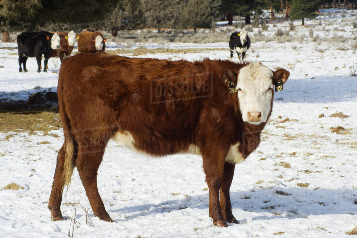 Livestock - A Hereford beef cow on a snow covered pasture in winter ...