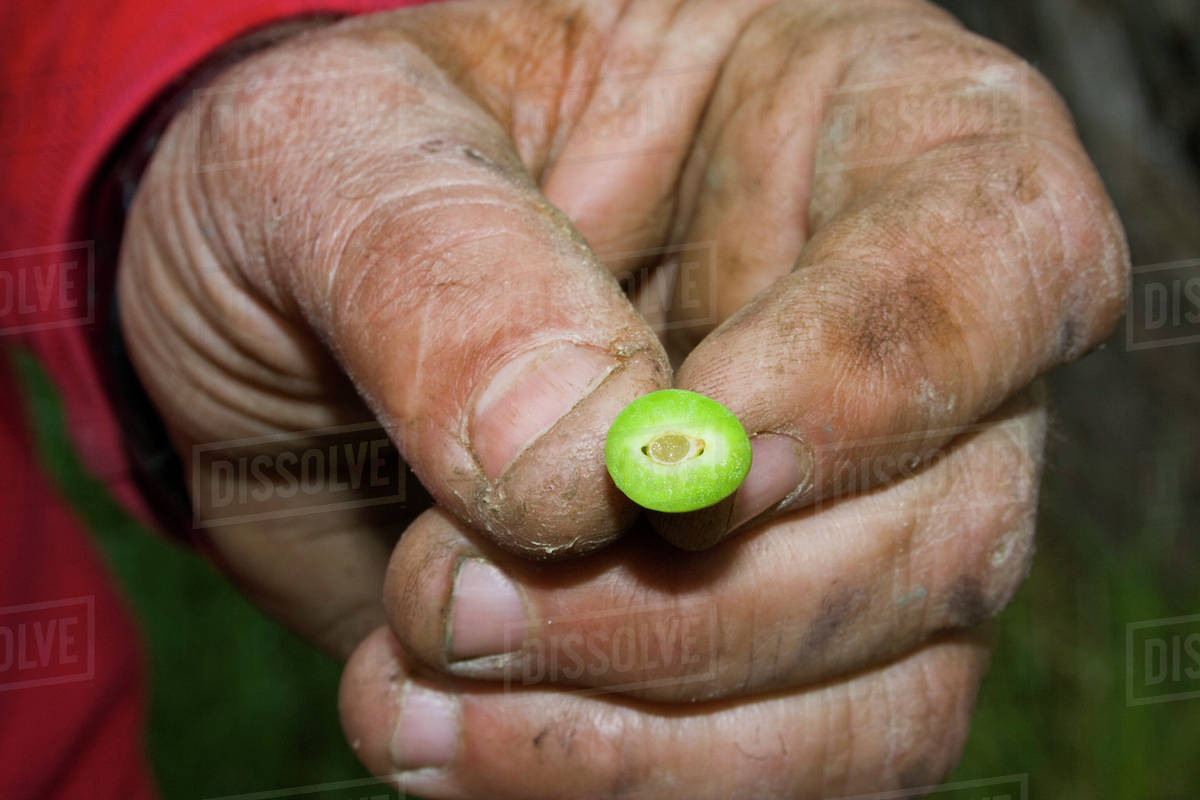 Agriculture - The hand of a prune grower holding a damaged immature ...
