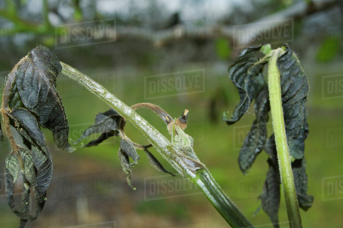 Agriculture - Dead walnut foliage caused by a heavy unusual Spring ...