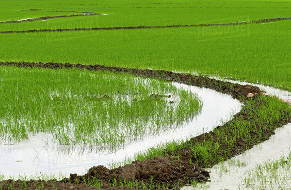 Agriculture - Flooded field of rice seedlings. Flooding seedling rice ...