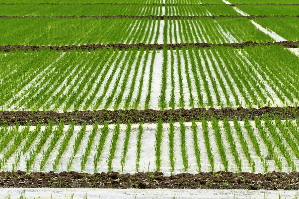 Agriculture - Flooded field of rice seedlings. Flooding seedling rice ...