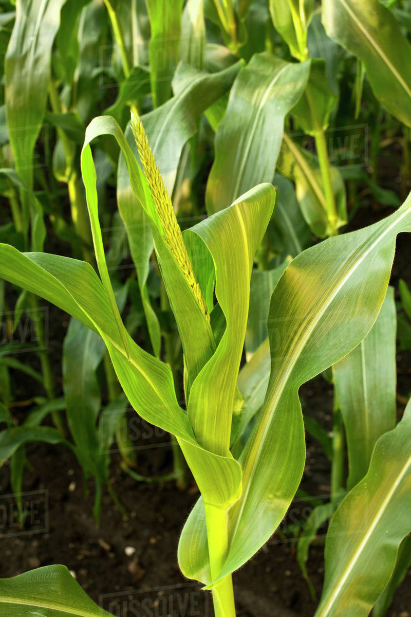 Agriculture - Looking down on the stalk of a mid growth sweet corn ...