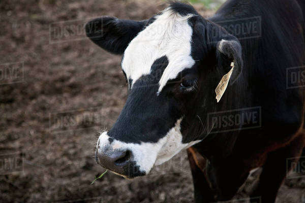Livestock - Closeup of a Black Baldie beef cow / New York, USA ...