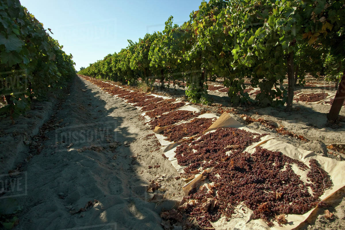 Agriculture - Harvested Thompson Seedless grapes laid out on paper ...