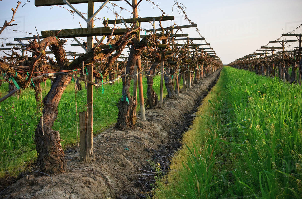 Agriculture - Early Spring foliage growth at the late bud break stage ...