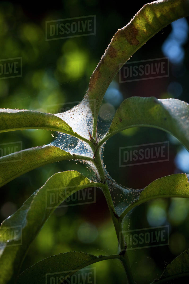 Agriculture - Pacific Spider Mites (Tetranychus pacificus) and their ...