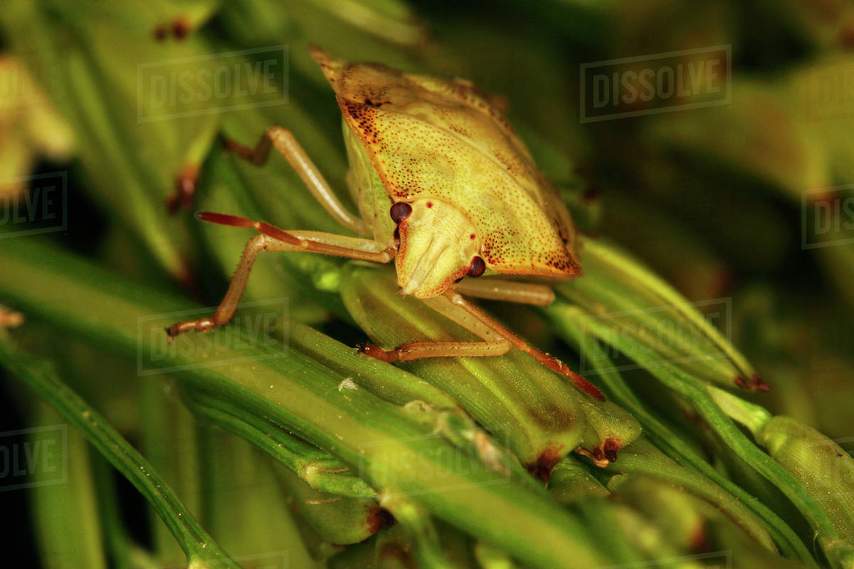 Agriculture - Pest insect; closeup of a Rice stink bug nymph (Oebalus ...