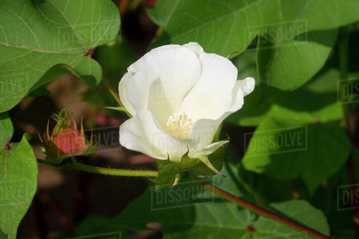 Agriculture - Closeup of a white cotton blossom and foliage in mid ...