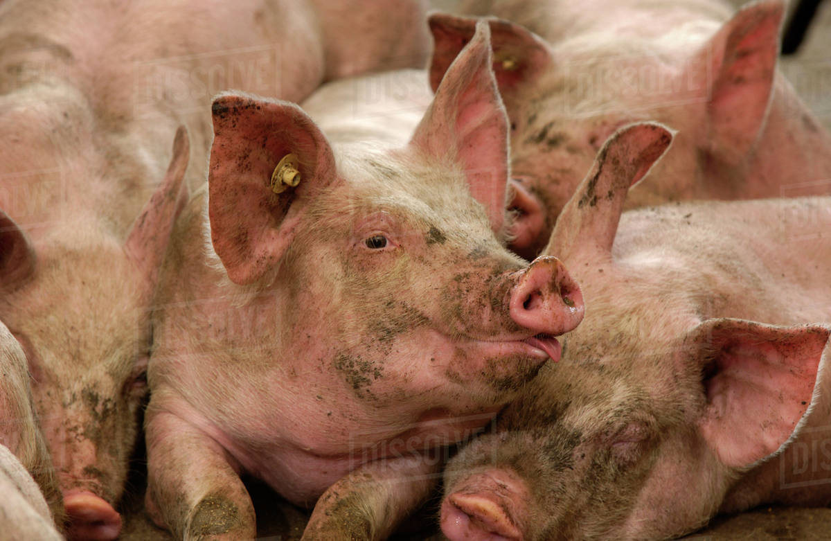 Livestock - Hogs in a hog confinement facility / Iowa, USA. - Stock ...